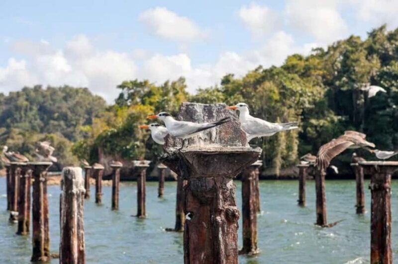Los Haitises National Park: Private Boat Tour from Caño - Final Thoughts
