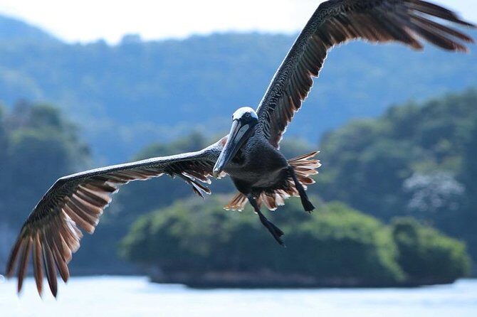 Los Haitises National Park private boat trip Caves and Mangrooves - Key Points