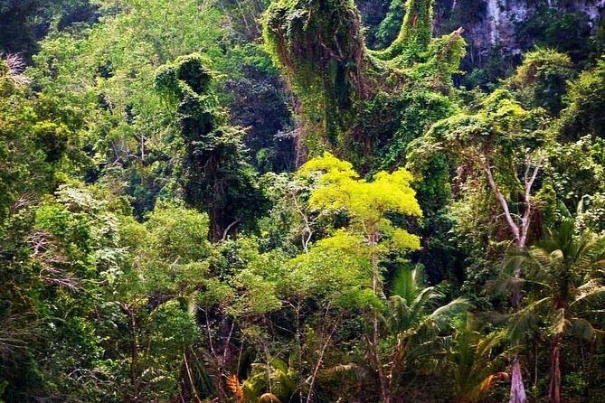 Los Haitises National Park private boat trip Caves and Mangrooves - An In-Depth Look at the Los Haitises Boat Trip