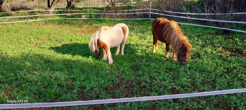 Loulé: Guided Horse Riding in the Hills of Tor - The Riding Experience
