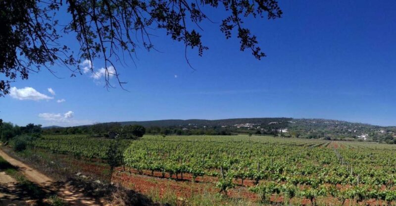 Loulé: Quinta da Tôr Winery Guided Tour and Wine Tasting - An Authentic Look at Algarve Winemaking