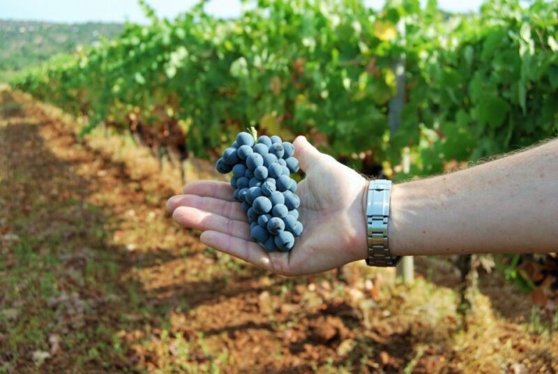 Loulé: Quinta da Tôr Winery Guided Tour and Wine Tasting - Authentic Feedback from Visitors