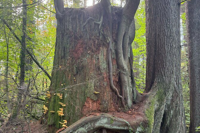 Love the Land Indigenous Walking Tour Capilano River Hatchery - The Sum Up