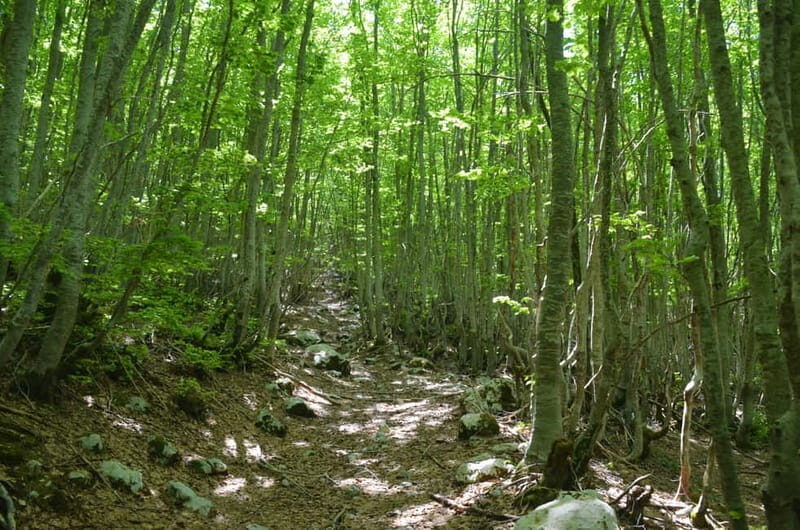 Loven Hiking Private Tour - Why This Tour Is Worth Your Time and Money