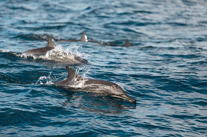 Lovina Dolphin Watching, Snorkeling and Waterfall Tour in Bali - Authenticity and Experience