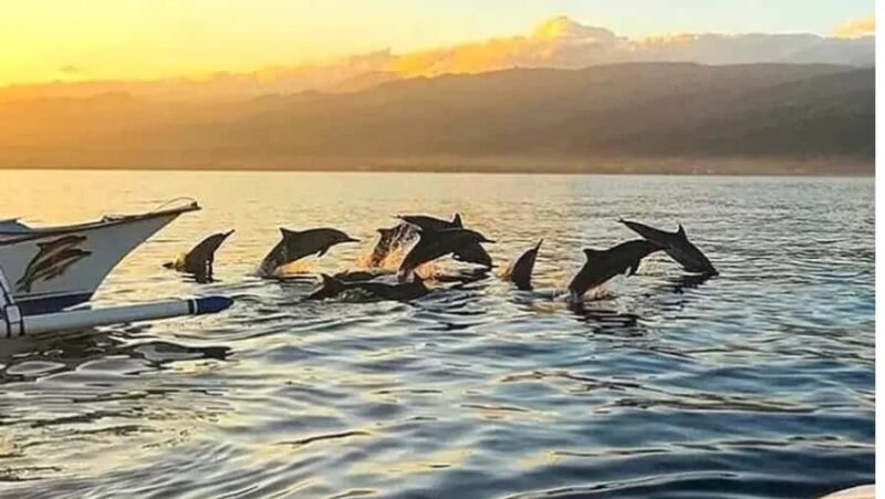 Lovina: Dolphin Watching Snorkeling Tour And Ocean Swing - Authenticity and Reviews