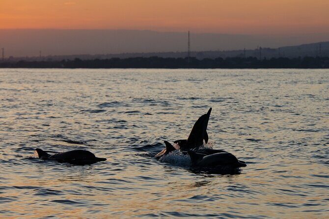 Lovina Watching Swimming with Dolphins and Snorkeling - The Authenticity and Conservation Focus