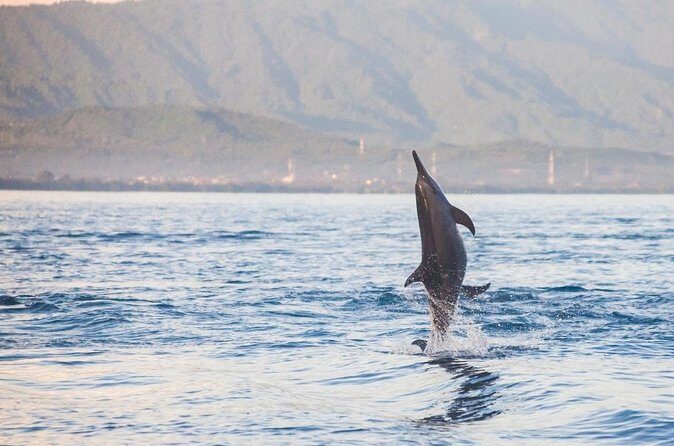 Lovina Watching Swimming with Dolphins and Snorkeling - Value and Authentic Experience