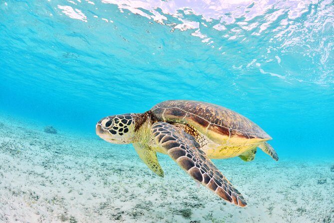 Low Island Snorkelling Private Charter Aboard Authentic Chinese Junk Boat - The Sum Up: Who Is This Tour Best For?