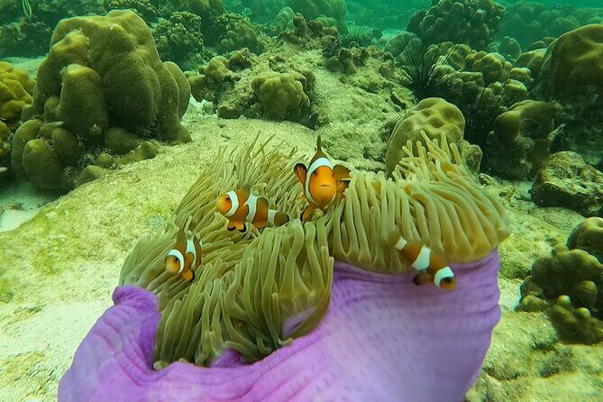 Low Season Lipe Island Snorkeling Adventure (June-Oct) - Introducing the Low Season Lipe Island Snorkeling Adventure