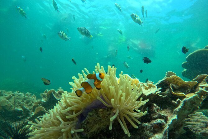 Low Season Lipe Island Snorkeling Adventure (June-Oct) - Key Points