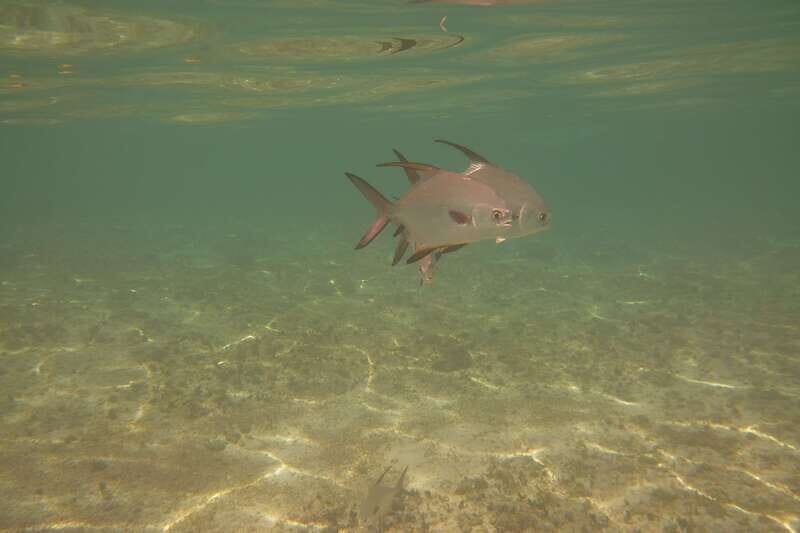 Lower Grand Lagoon: Panama City Beach Guided Snorkeling Tour - An Overview of the Experience