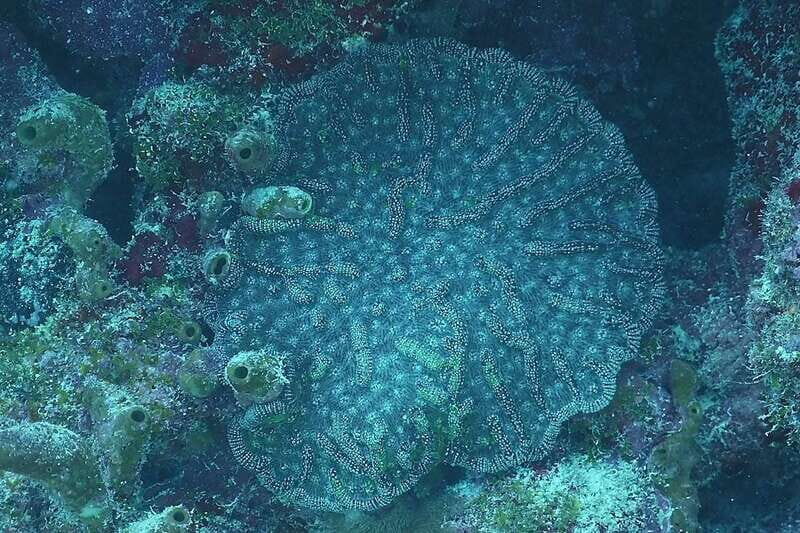 Lower Grand Lagoon: Panama City Beach Guided Snorkeling Tour - The Practicalities: What You Need to Know