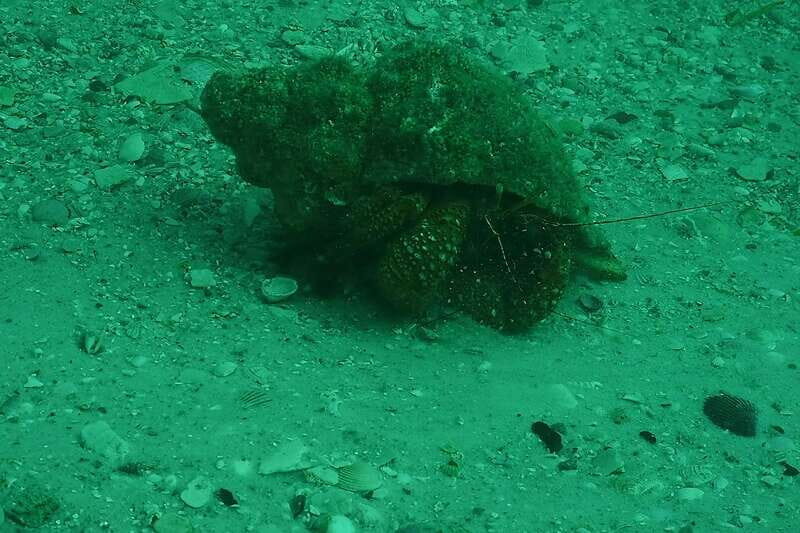 Lower Grand Lagoon: Panama City Beach Guided Snorkeling Tour - The Sum Up: Is It Worth It?
