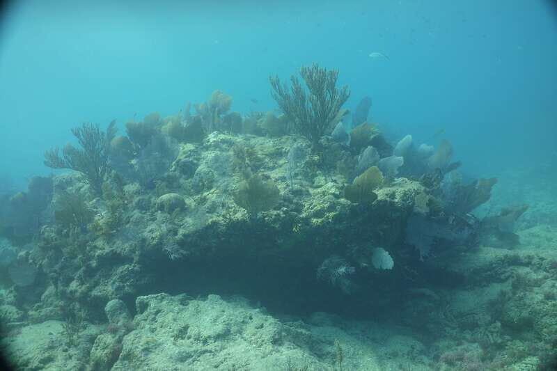 Lower Grand Lagoon: Panama City Beach Guided Snorkeling Tour - FAQs