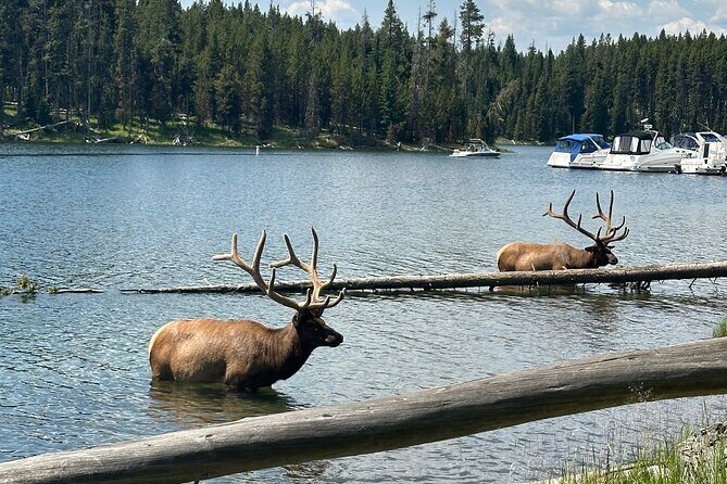 Lower Loop Hot Springs Geysers Private West Yellowstone - Who Should Consider This Tour?