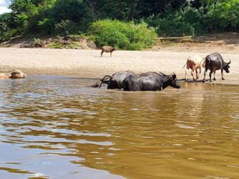 Luang Prabang: 3 Days Ethnic Forest Living - Mekong - Introduction