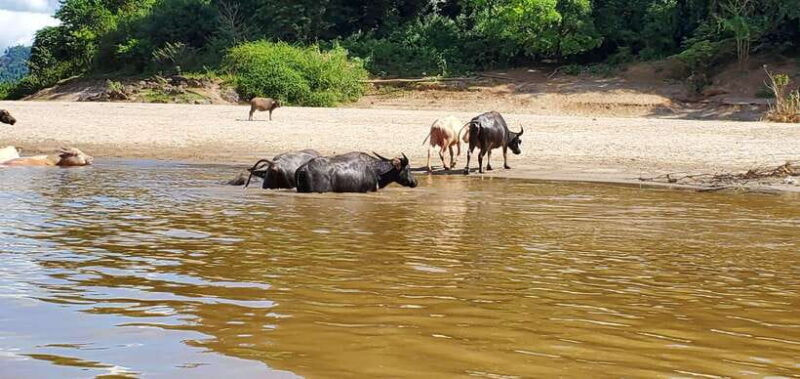 Luang Prabang: 3 Days Ethnic Forest Living - Mekong - Final Thoughts