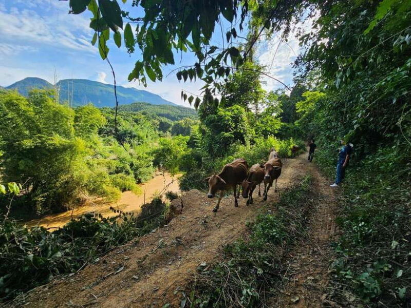 Luang Prabang: Authentic Lao Village & Farm Experience Day - Key Points