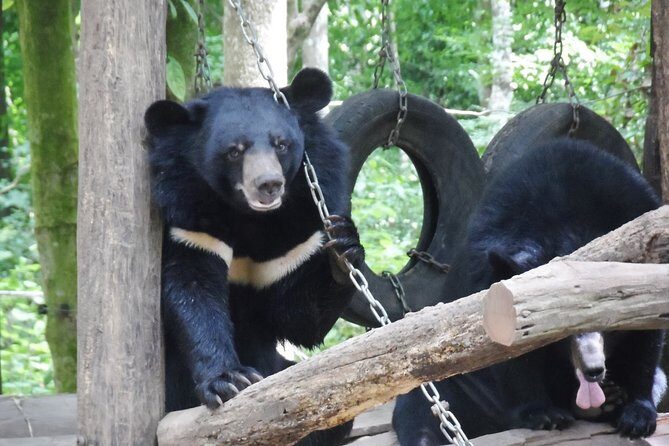 Luang Prabang City, Buffalo Dairy Farm and Kuangsi Falls - 1 Day Private Tour - Who Should Book This Tour?