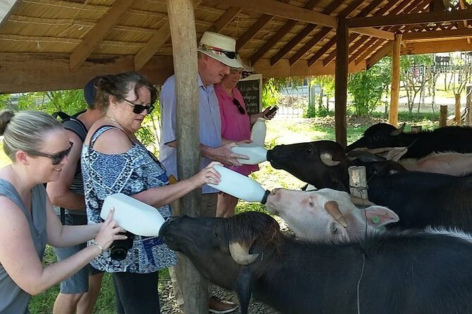 Luang Prabang City, Buffalo Dairy Farm and Kuangsi Falls - 1 Day Private Tour - Final Thoughts: Who Will Love This Tour?