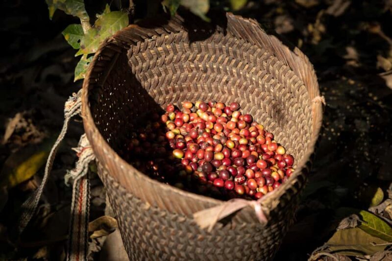 Luang Prabang: Coffee Farm Tour with Roasting & Workshop - What to Expect on the Tour