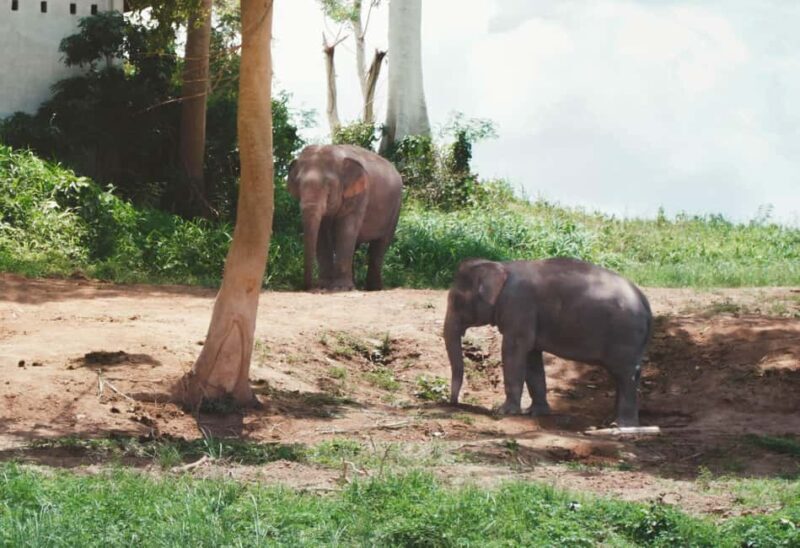 Luang Prabang: Morning Alms Giving & Pak Ou Caves Cruise - Authenticity and Participant Feedback