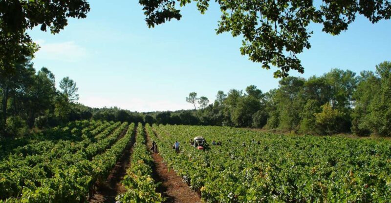 Luberon: Full-Day Wine Tour from Marseille - The Value of the Experience
