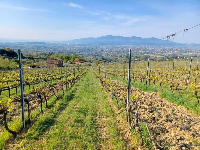 Lucca: Azienda Agricola San Pietro Winery Tour with Tasting - Key Points