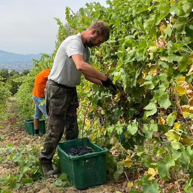 Lucca: Azienda Agricola San Pietro Winery Tour with Tasting - An In-Depth Look at the Experience