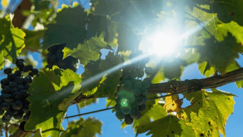 LUCCA: EBIKE TOUR WITH LUNCH AND WINE TASTING - Key Points