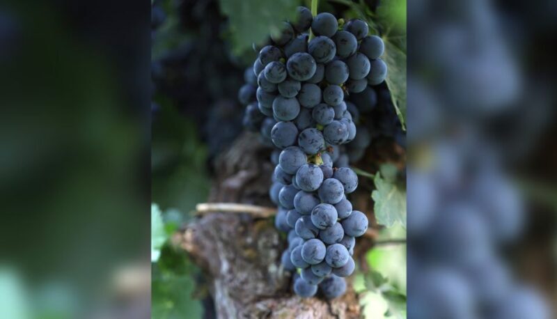 Lucca: Guided Winery Tour with Wine Tasting - An Authentic Tuscan Experience: What This Tour Offers