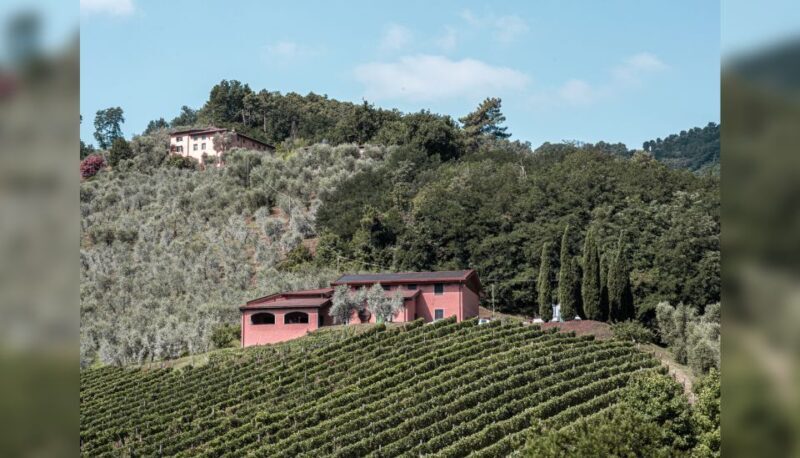 Lucca: Guided Winery Tour with Wine Tasting - Why Travelers Love This Experience