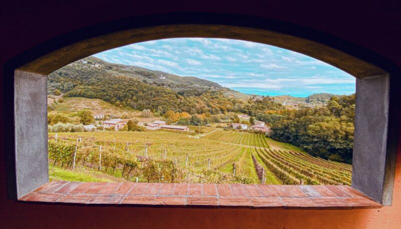 Lucca: Guided Winery Tour with Wine Tasting - Logistics and Practical Details