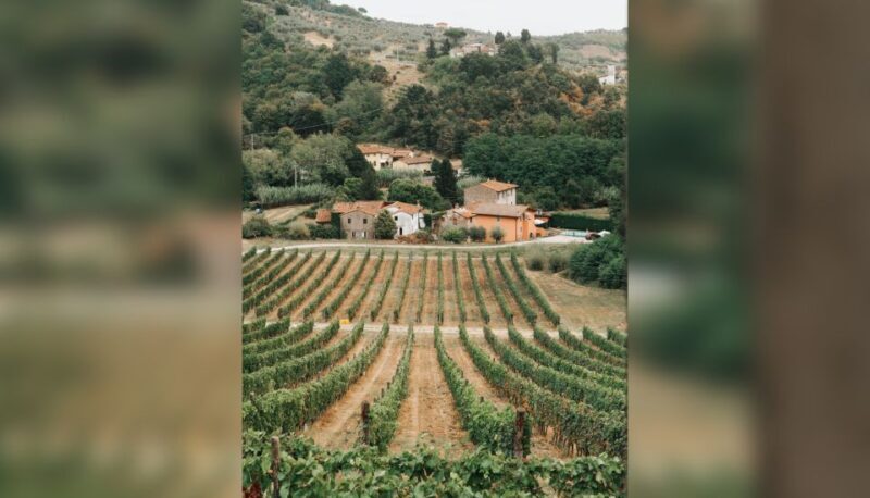 Lucca: Guided Winery Tour with Wine Tasting - Final Thoughts: Who Will Love This Tour?