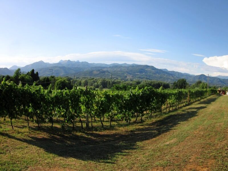 Lucca: Picnic Lunch at a Vineyard by Bike - Practicalities: What to Know Before You Go