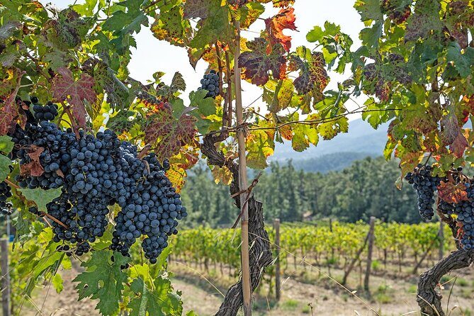 Lucca: self-guided bike tour + picnic in the vineyards - FAQ