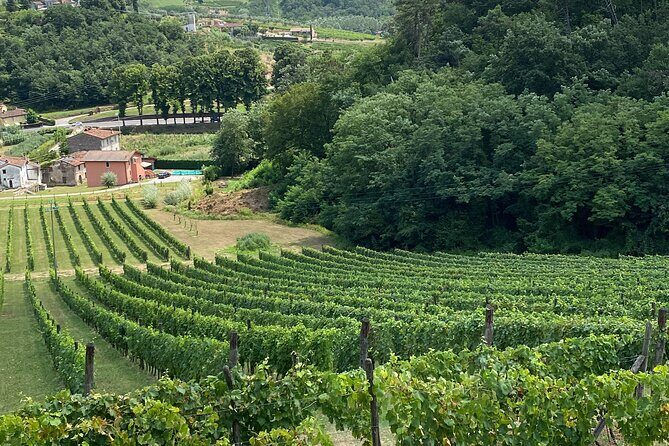 Lucca Tour and Pisa Tower + WineTasting by van from La SpeziaPort - The Sum Up