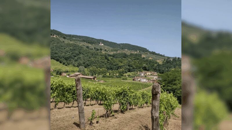 Lucca: Vineyard Paint & Sip at Tenuta Adamo Winery - Who’s This For?