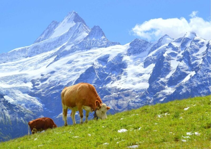 Lucerne: Experience Swiss Countryside on Private Tour by Car - Final Thoughts