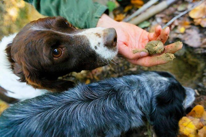 Luck and Patience: truffle hunting in Tuscany - Value and Practical Considerations