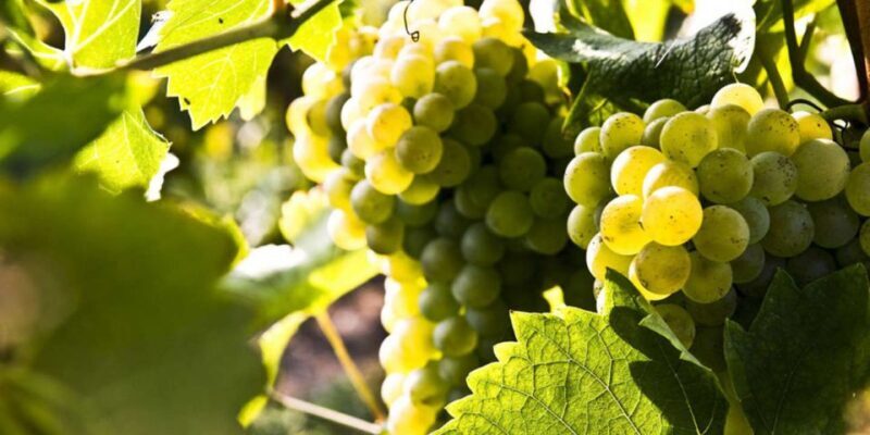 Lugana Wine Tour With Private Panoramic Boat on Lake Garda - The Heart of the Day: Lugana Winery Visit