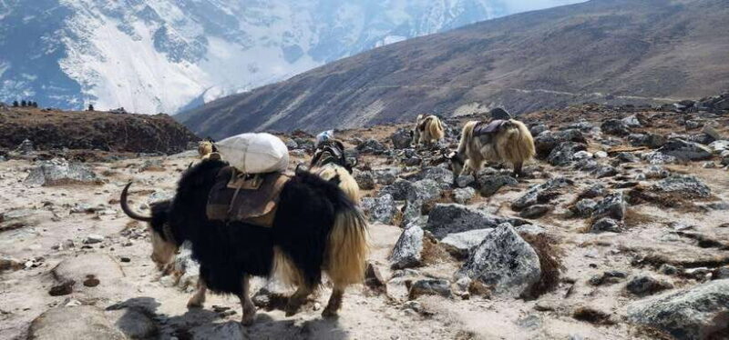 Lukla: 11-Day Everest Base Camp Trek from Lukla with Guide - Key Points