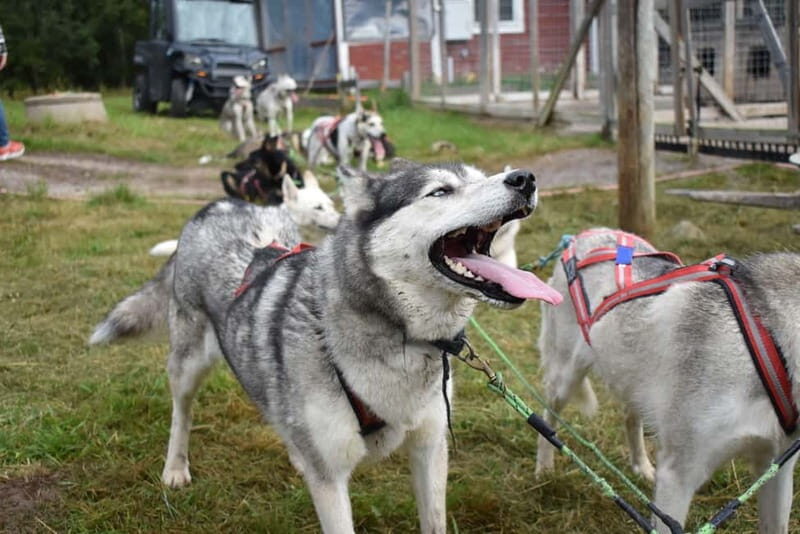 Luleå: Training Husky Team - Key Points