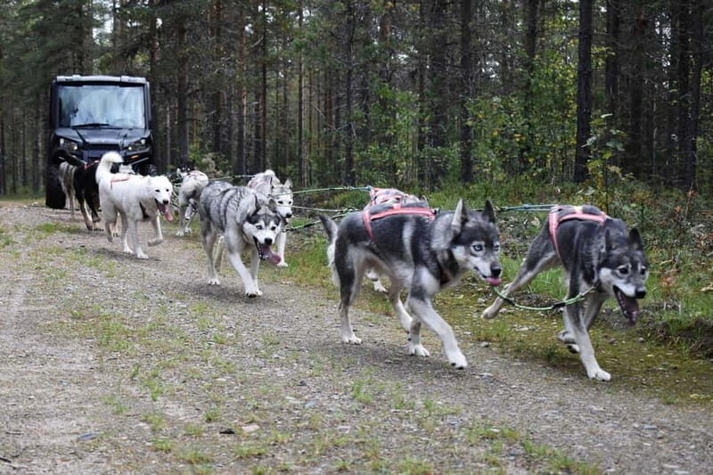 Luleå: Training Husky Team - Introduction to the Husky Training Experience