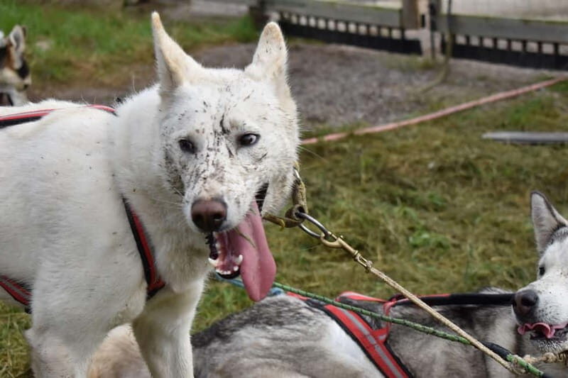 Luleå: Training Husky Team - The Experience’s Value