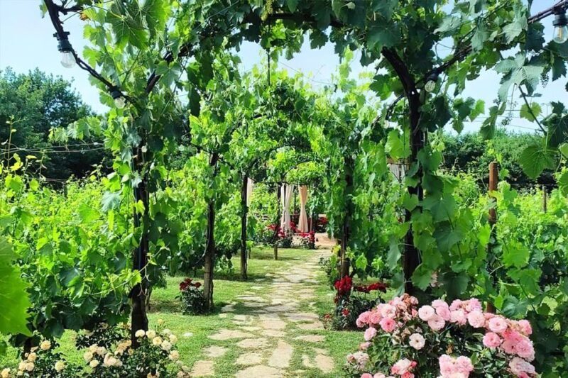 Lunch in the garden and Wine Tasting - An In-Depth Look at the Experience