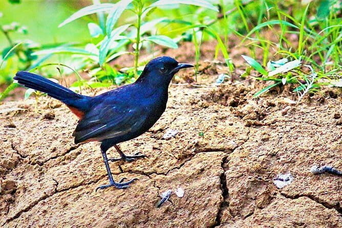 Lunugamvehera National Park Private Safari - An In-Depth Look at the Lunugamvehera Safari