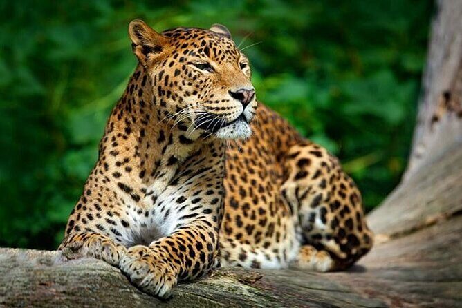 Lunugamvehera National Park Private Safari - Final Thoughts: Is It Worth It?