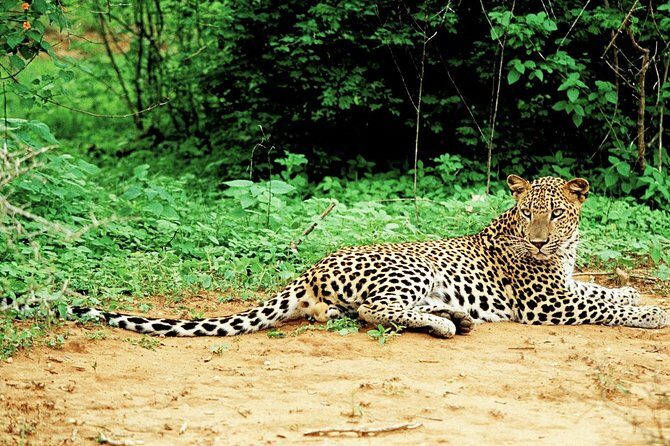 Lunugamvehera National Park Private with Naturalist (12 hrs) - Key Points